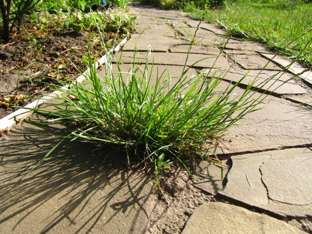 Weeds Growing Between Pavers